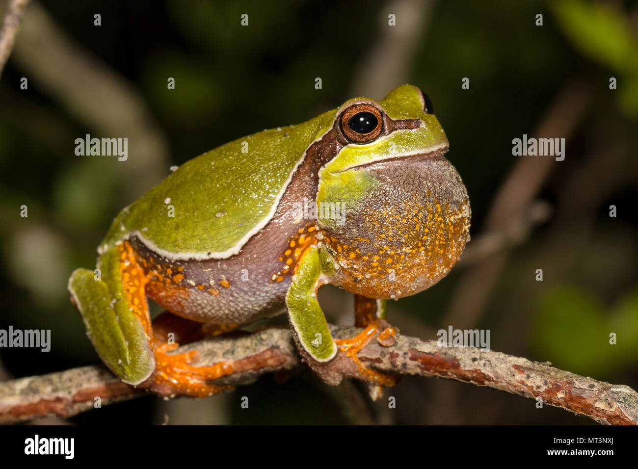 Vocalizing pine barrens tree frog - Hyla andersonii Stock Photo - Alamy