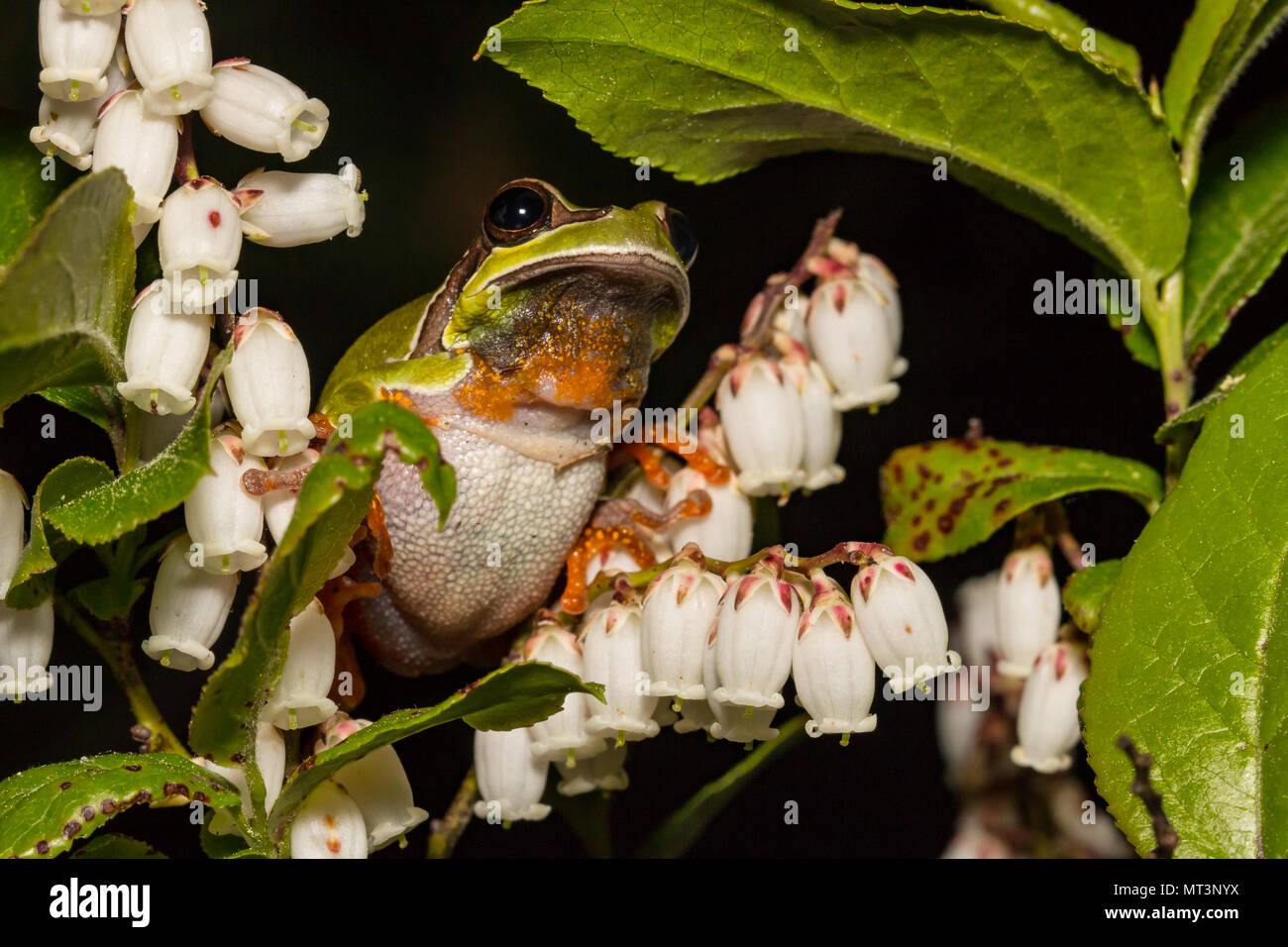 Pine barrens tree frog in a flowering blueberry bush - Hyla andersonii ...