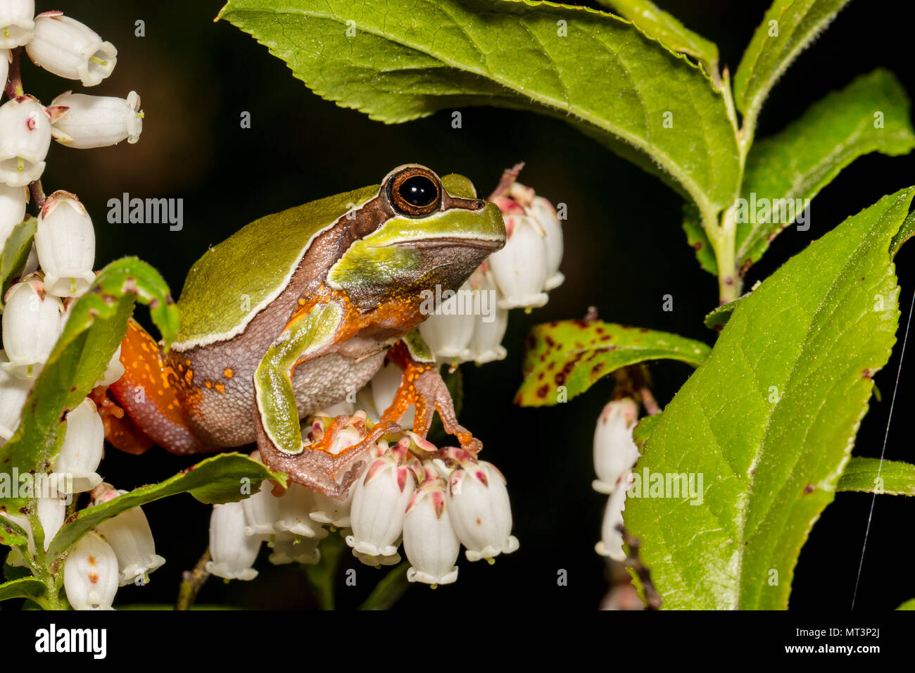 Pine barrens tree frog in a flowering blueberry bush - Hyla andersonii ...