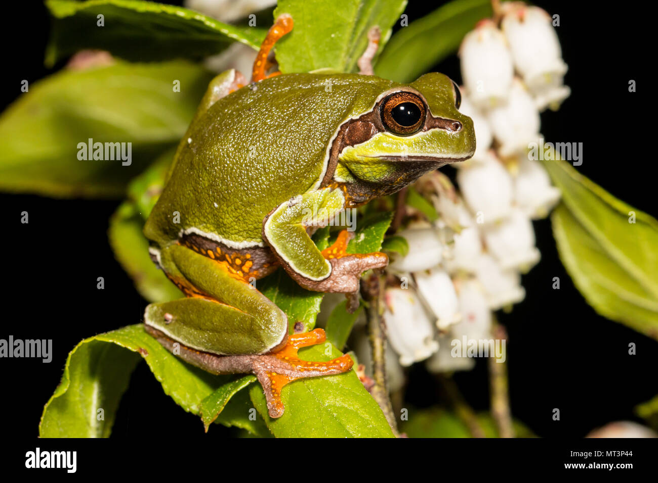 Pine barrens tree frog in a flowering blueberry bush - Hyla andersonii ...