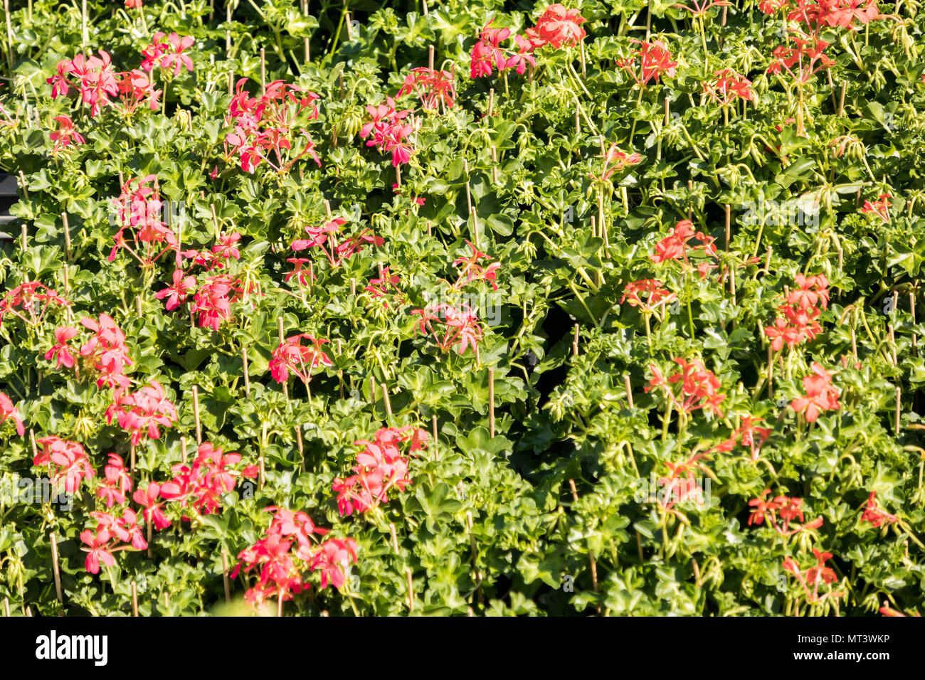 flowering geraniums in a spring flower market Stock Photo - Alamy