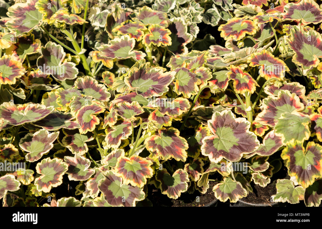 flowering geraniums in a spring flower market Stock Photo - Alamy