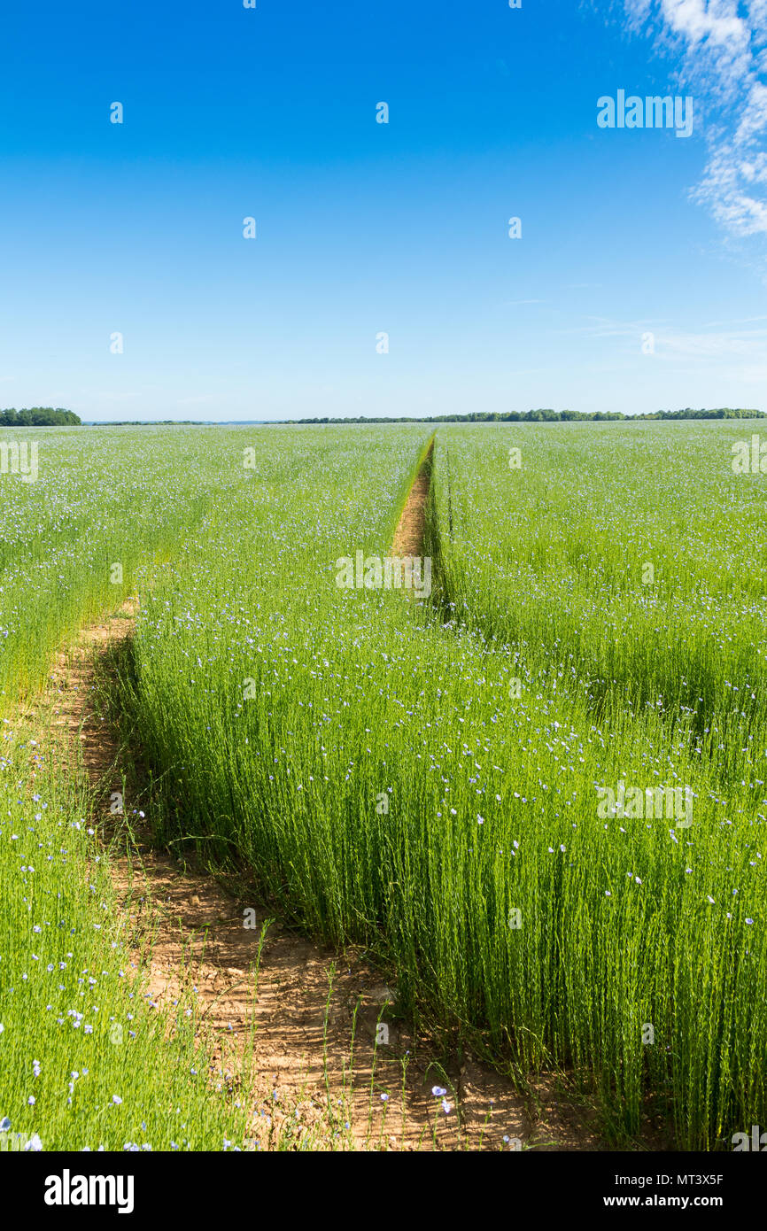 Large field of flax in bloom in spring Stock Photo - Alamy