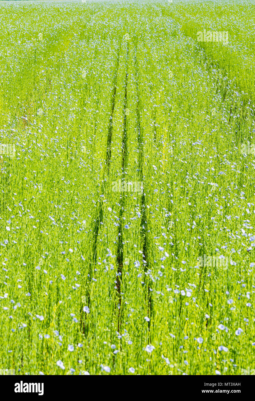 Large field of flax in bloom in spring Stock Photo - Alamy