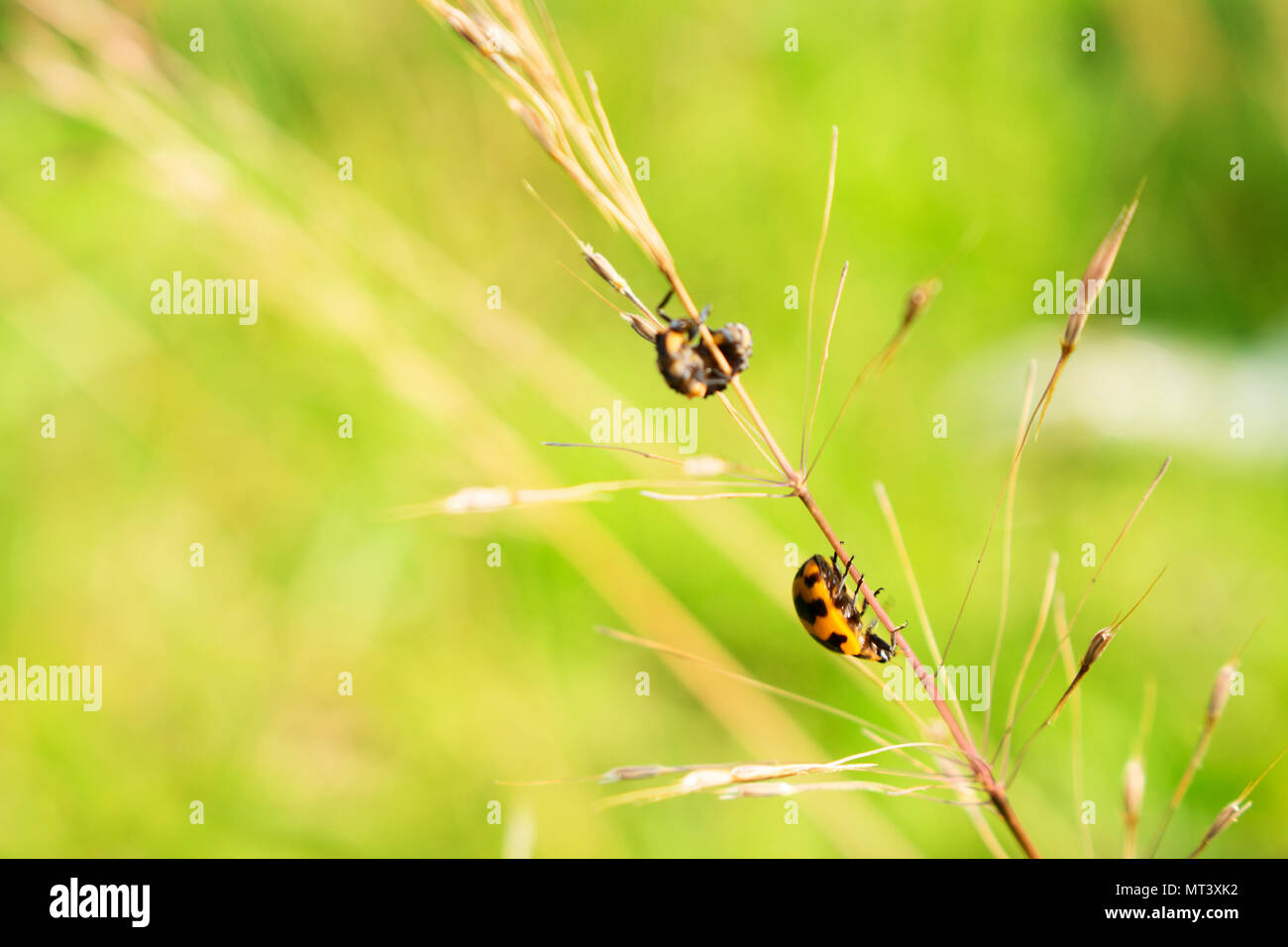 Lady Bug and Swarm of Stripe Black and Yellow Insect (Paederus) Hanging ...