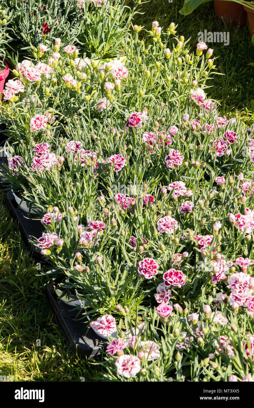 flowery and colorful carnations in a spring flower market Stock Photo ...