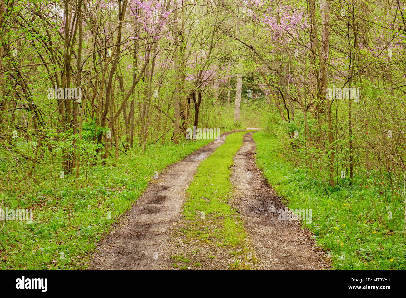 Spring canyon road in hi-res stock photography and images - Alamy