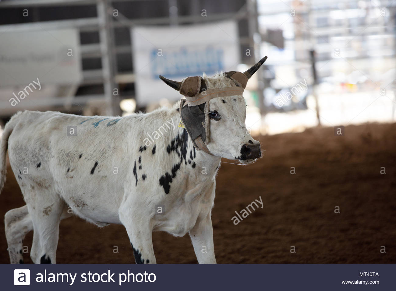 Roping Cows Stock Photos & Roping Cows Stock Images - Alamy