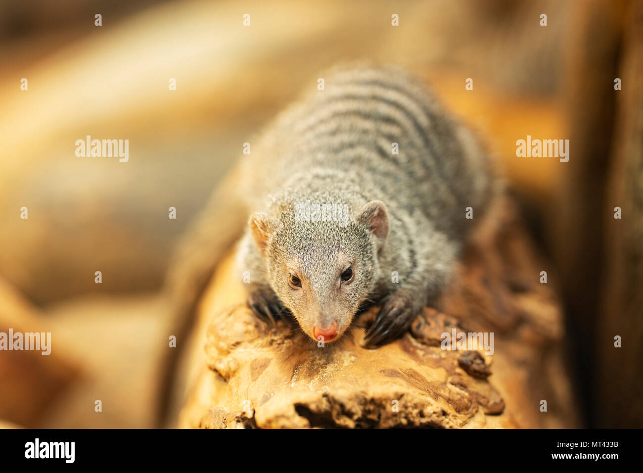 Mongoose tree hi-res stock photography and images - Alamy