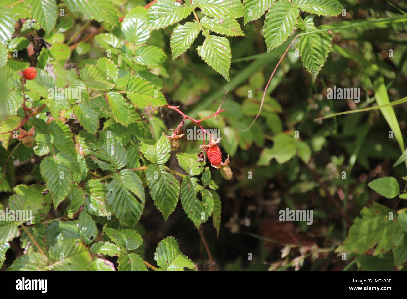 Sapinit hi-res stock photography and images - Alamy