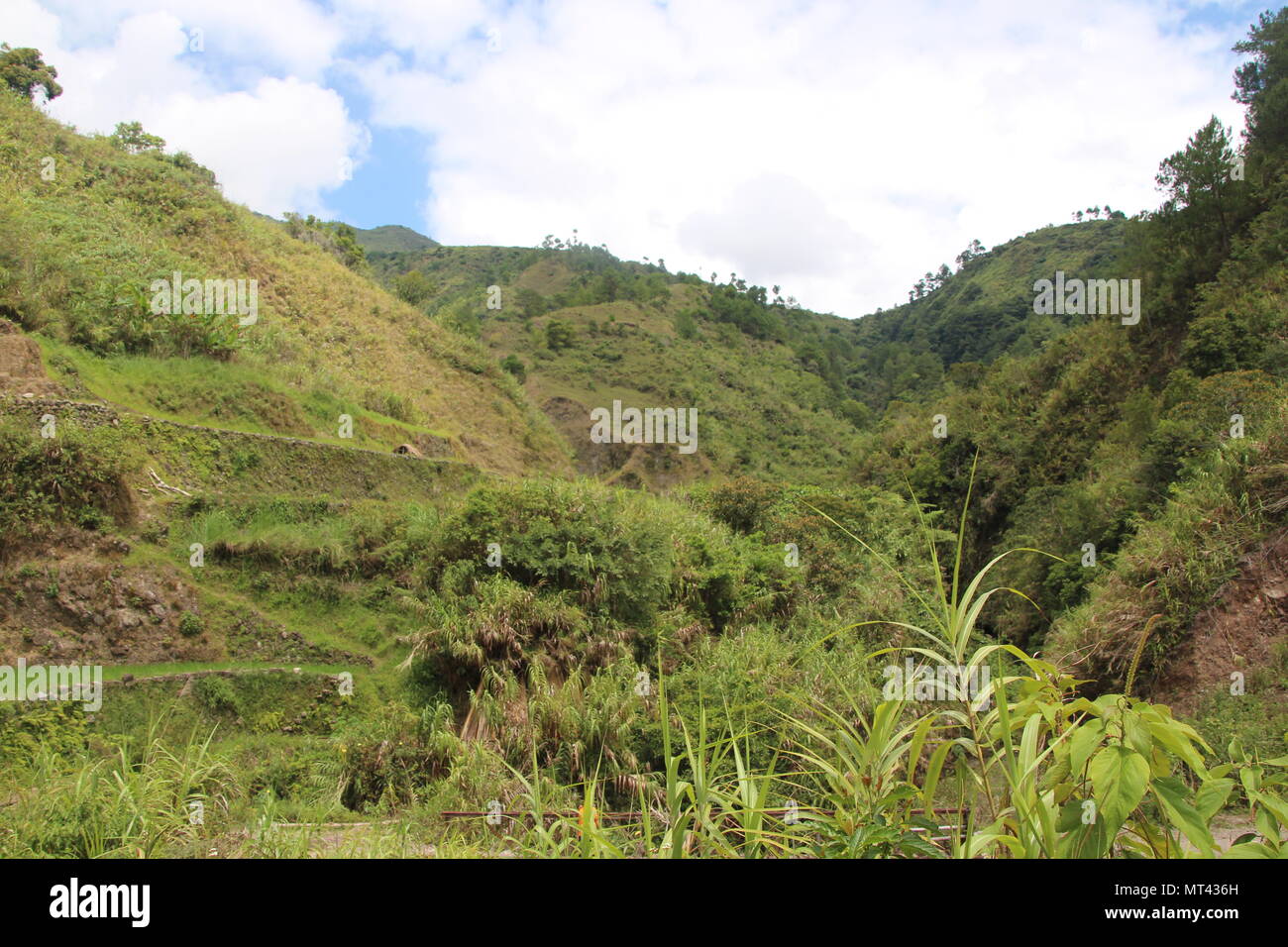 Sapinit hi-res stock photography and images - Alamy