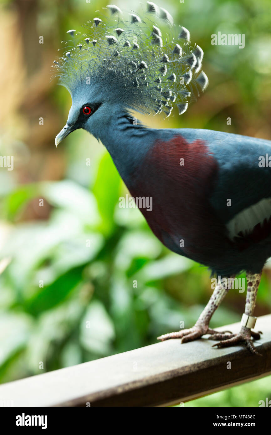 Victoria crowned pigeon (Goura victoria), native to New Guinea and a ...