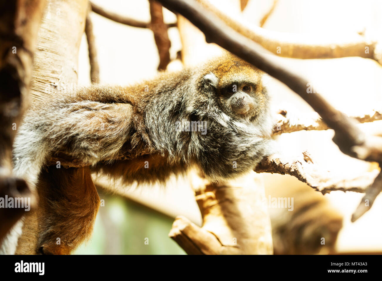 Bolivian gray titi monkey (Callicebus donacophilus) sitting in a tree ...