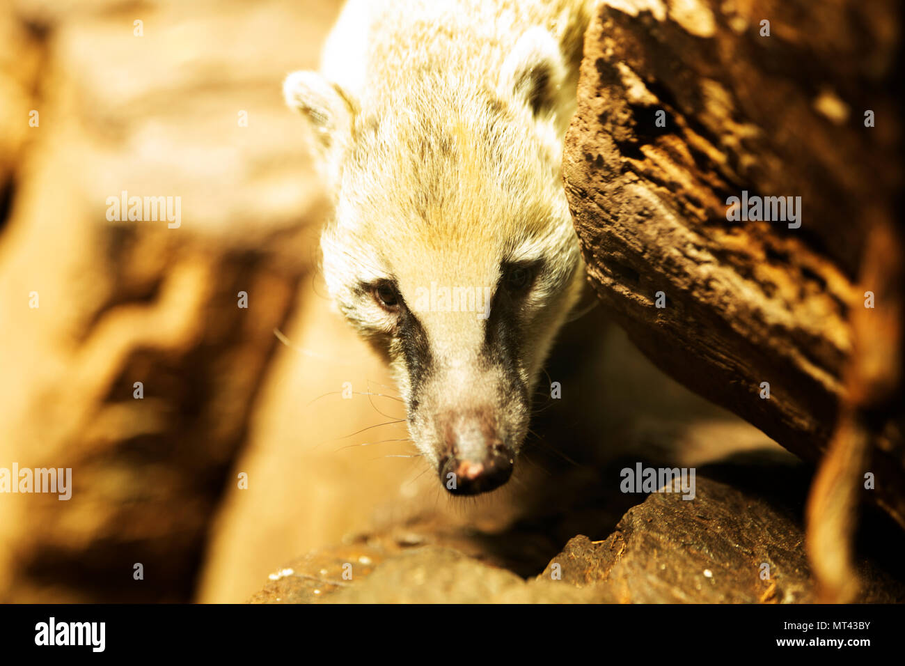 A southern coati (Nasua nasua) looking for food in its rocky habitat ...
