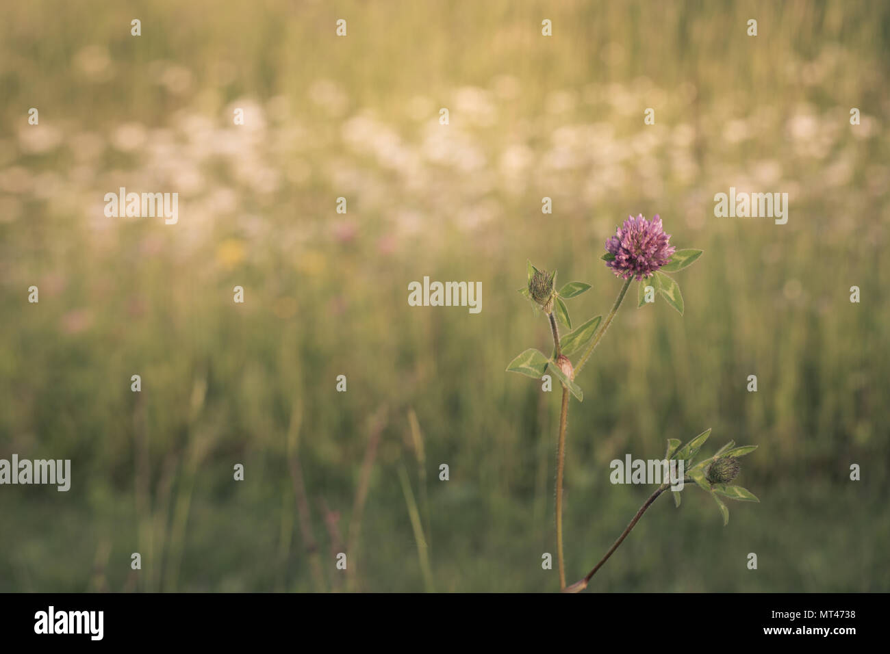 Clover at Sunset Stock Photo - Alamy