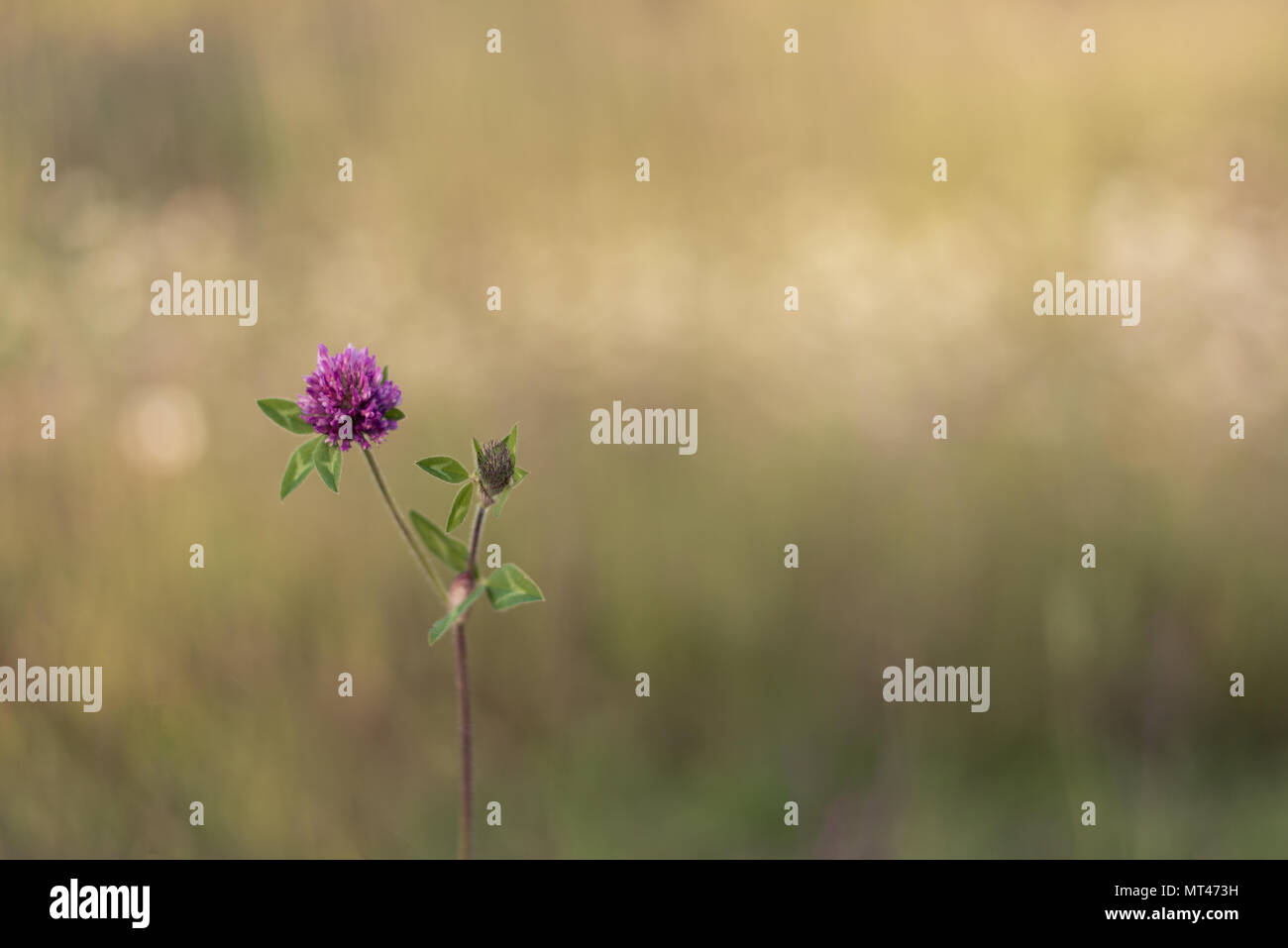 Single clover flower hi-res stock photography and images - Alamy