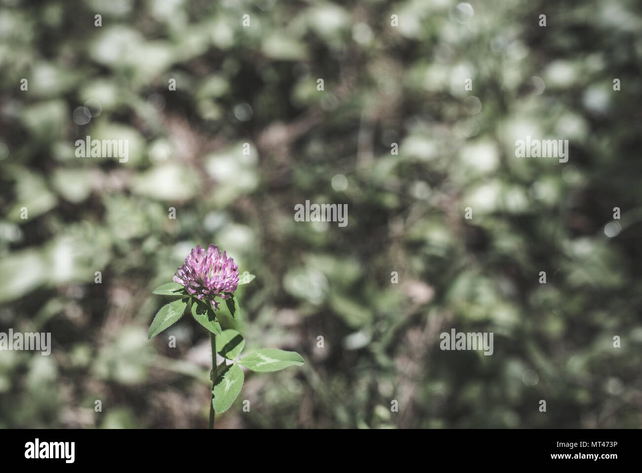 Honey bee red clover hi-res stock photography and images - Alamy