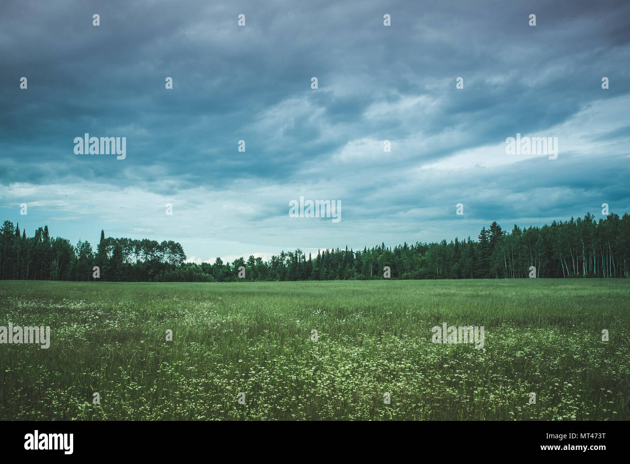 Storm clouds over wildflower hi-res stock photography and images - Alamy