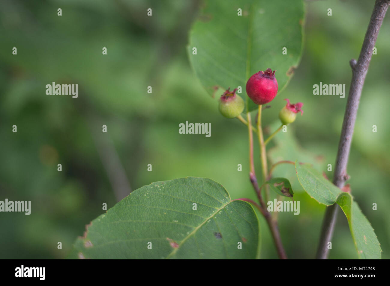 Juneberry in Summer Stock Photo - Alamy