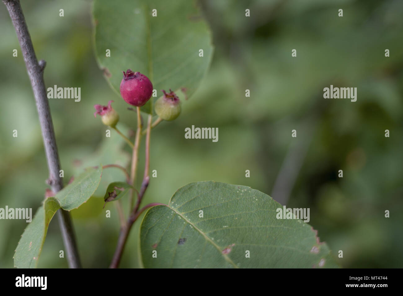 Red Juneberry Berry Stock Photo - Alamy