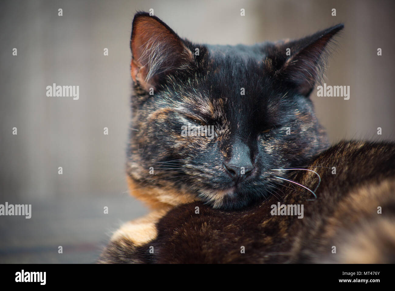 cute tortoiseshell cat enjoying herself outdoors Stock Photo - Alamy