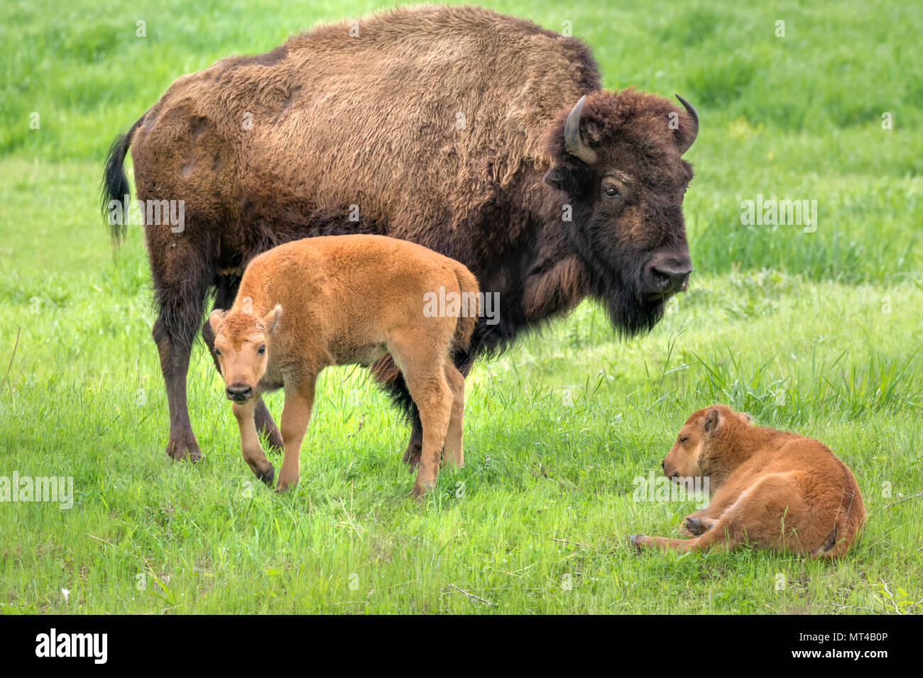 Cow American bison (Bison bison) with twin calves, Iowa, USA Stock ...