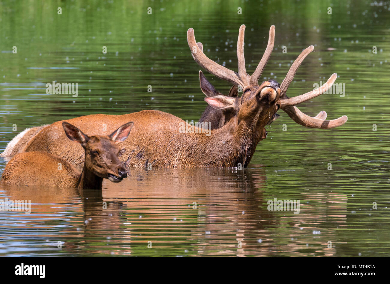 A family group of American elk (Cervus canadensis) bathing in a lake ...