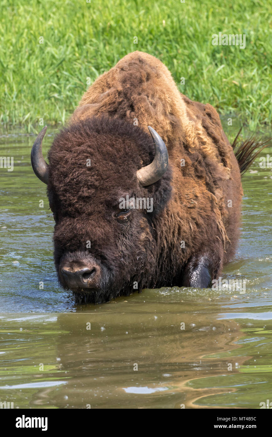 American bison (Bison bison) bathing in a lake during hot summer day ...
