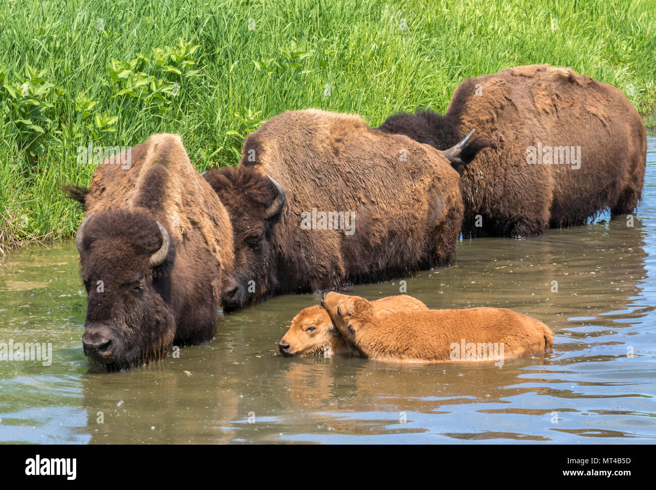 A herd of American bison (Bison bison) bathing in a lake during hot ...