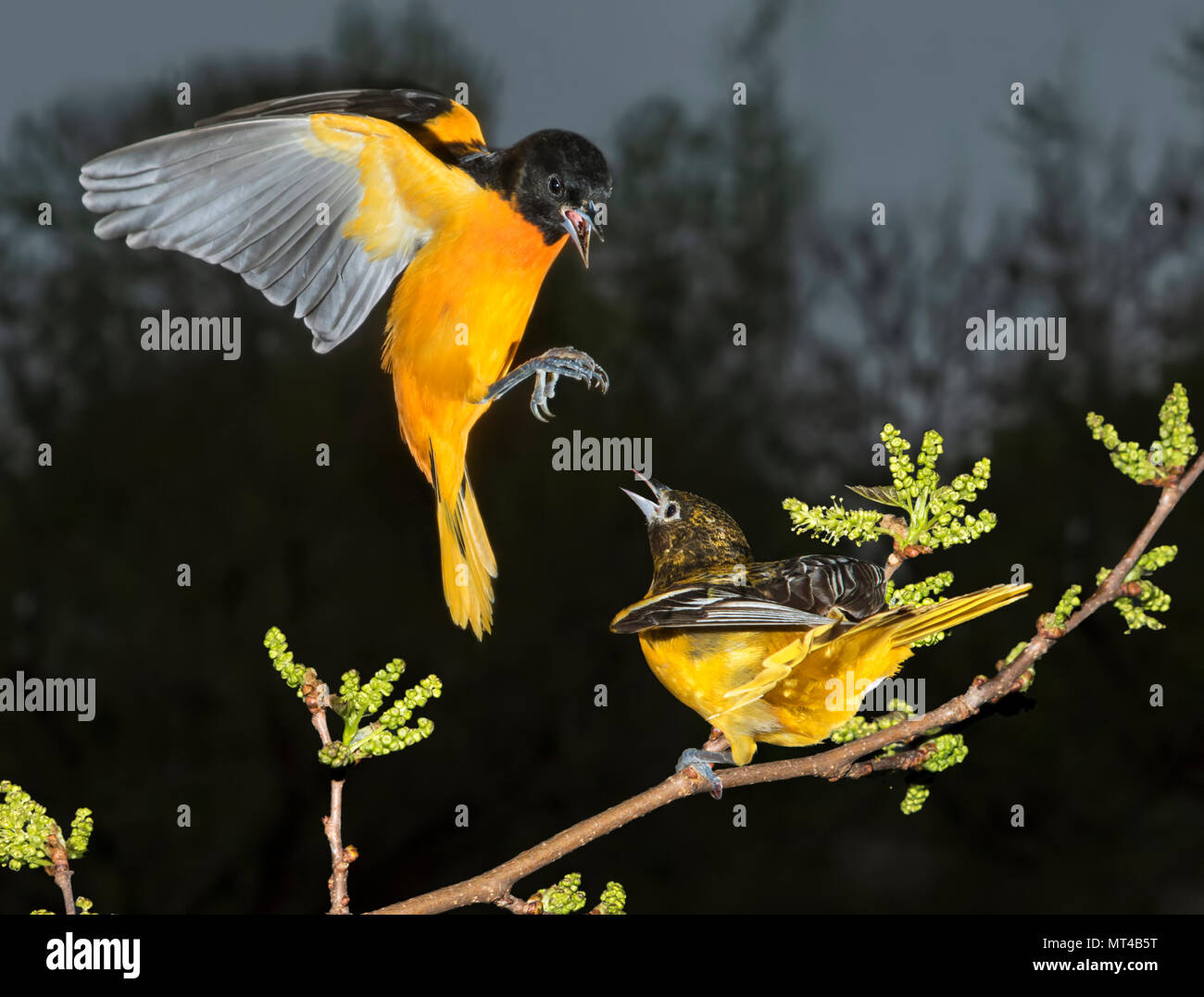 Baltimore oriole female hi-res stock photography and images - Alamy