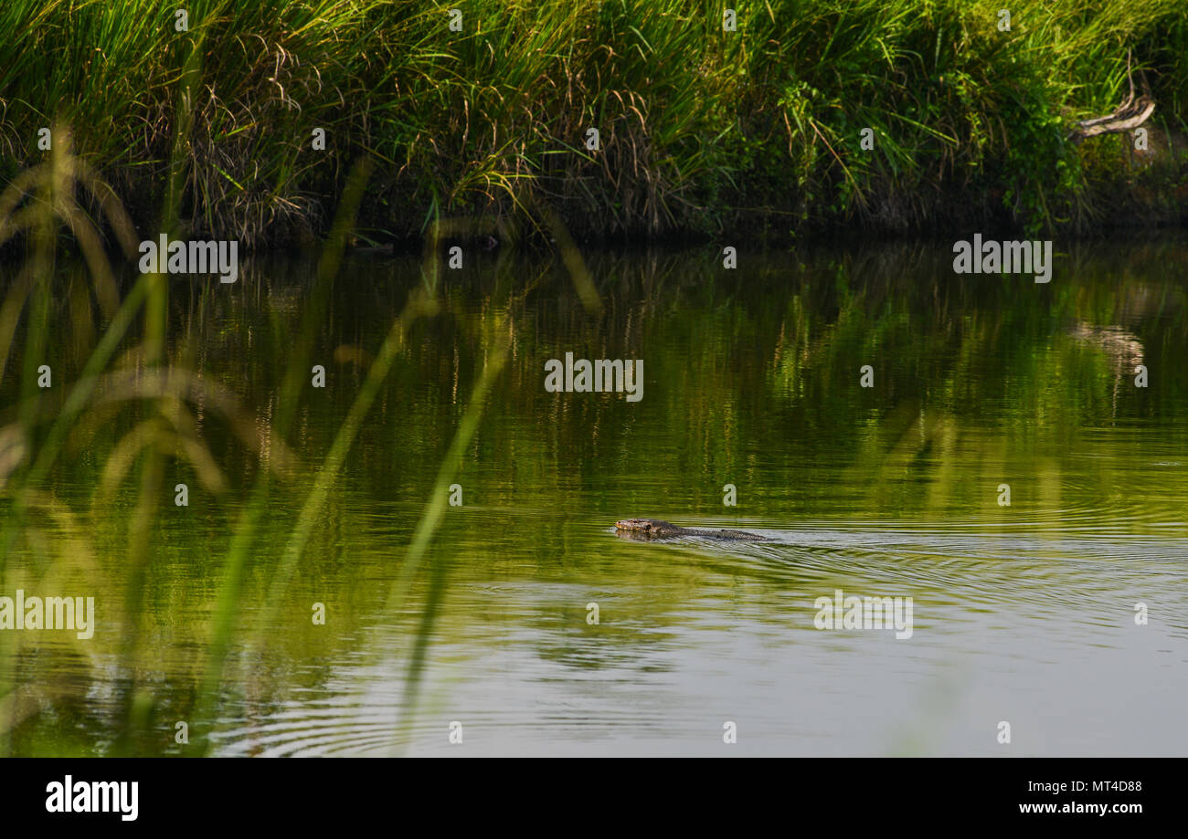 A varan (lizard) on the river in Langkawi, Malaysia Stock Photo - Alamy