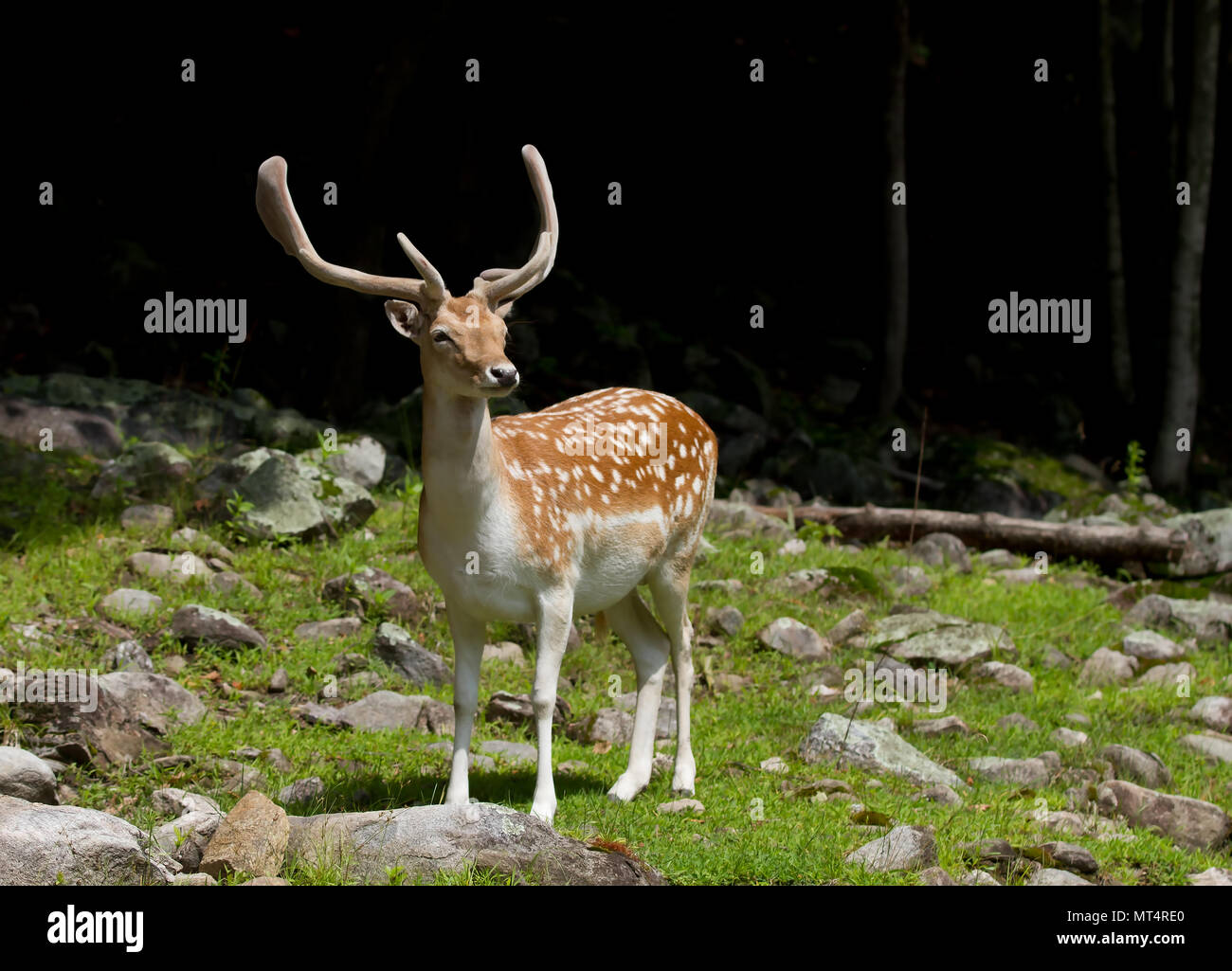 Fallow deer standing in the forest in spring in Canada Stock Photo - Alamy