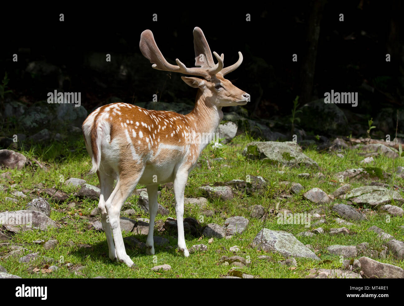 Fallow deer standing in the forest in spring in Canada Stock Photo - Alamy