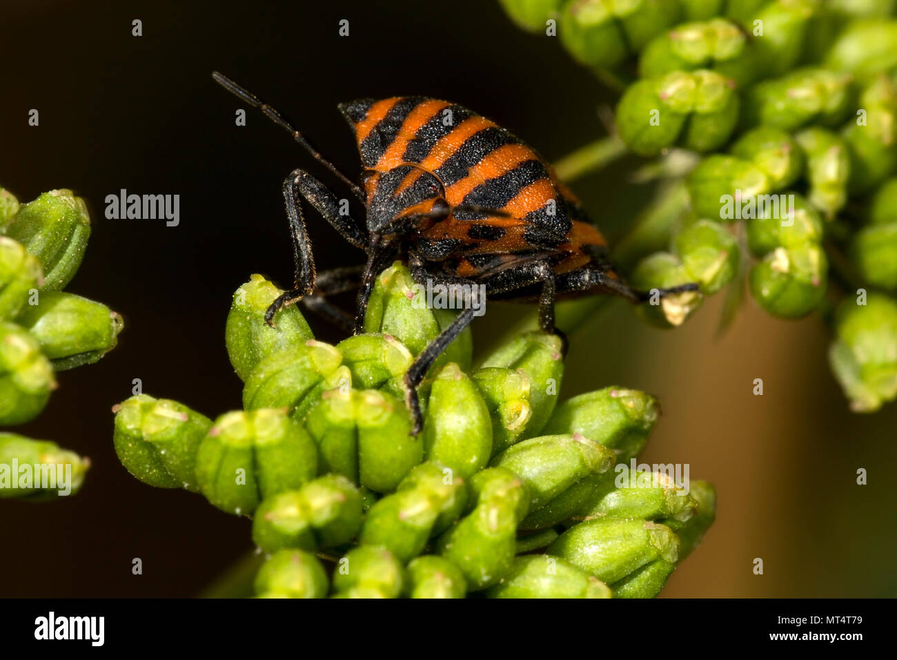 Red and black stink bug Stock Photo - Alamy