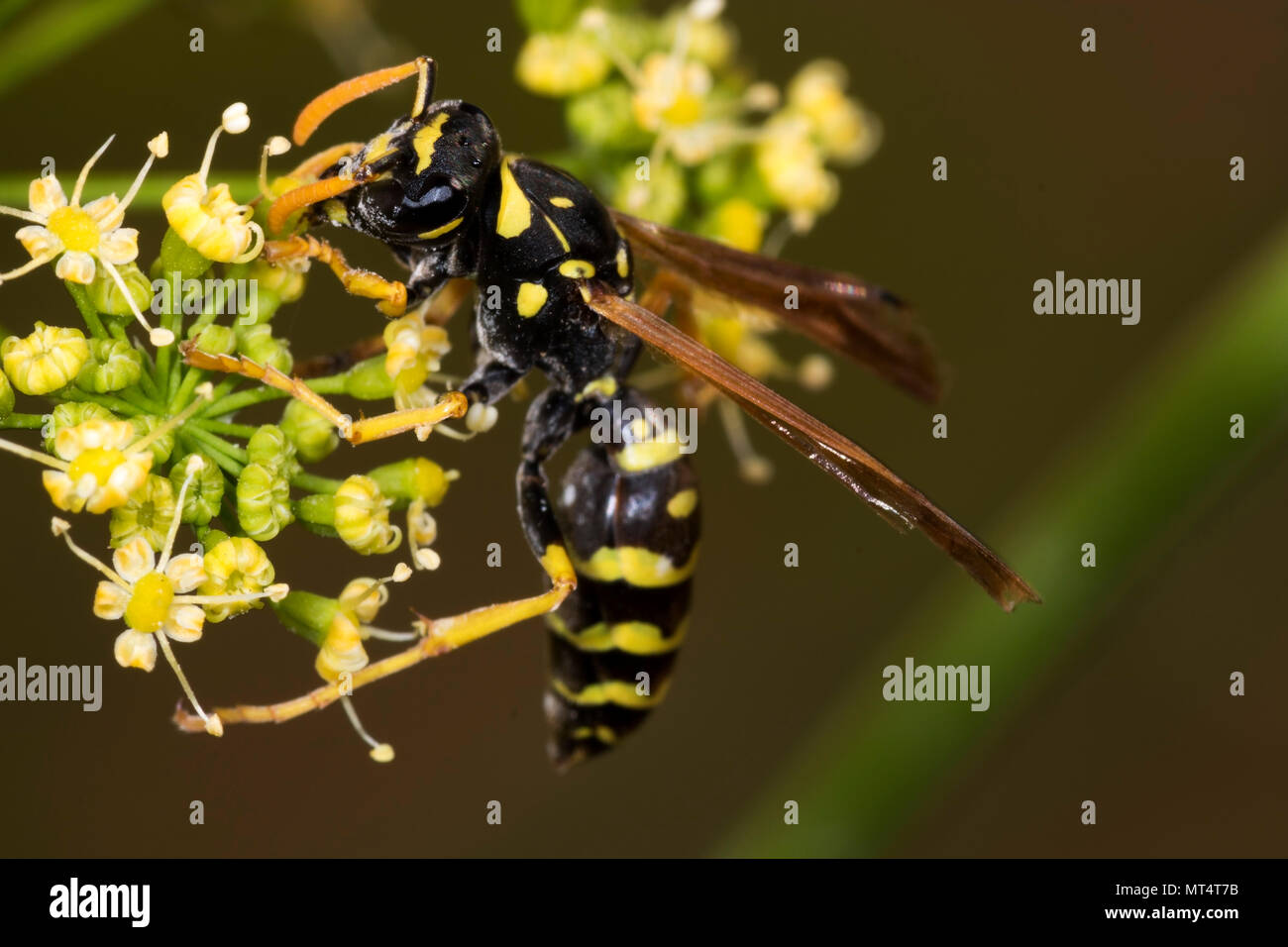 Paper wasp feeding Stock Photo - Alamy