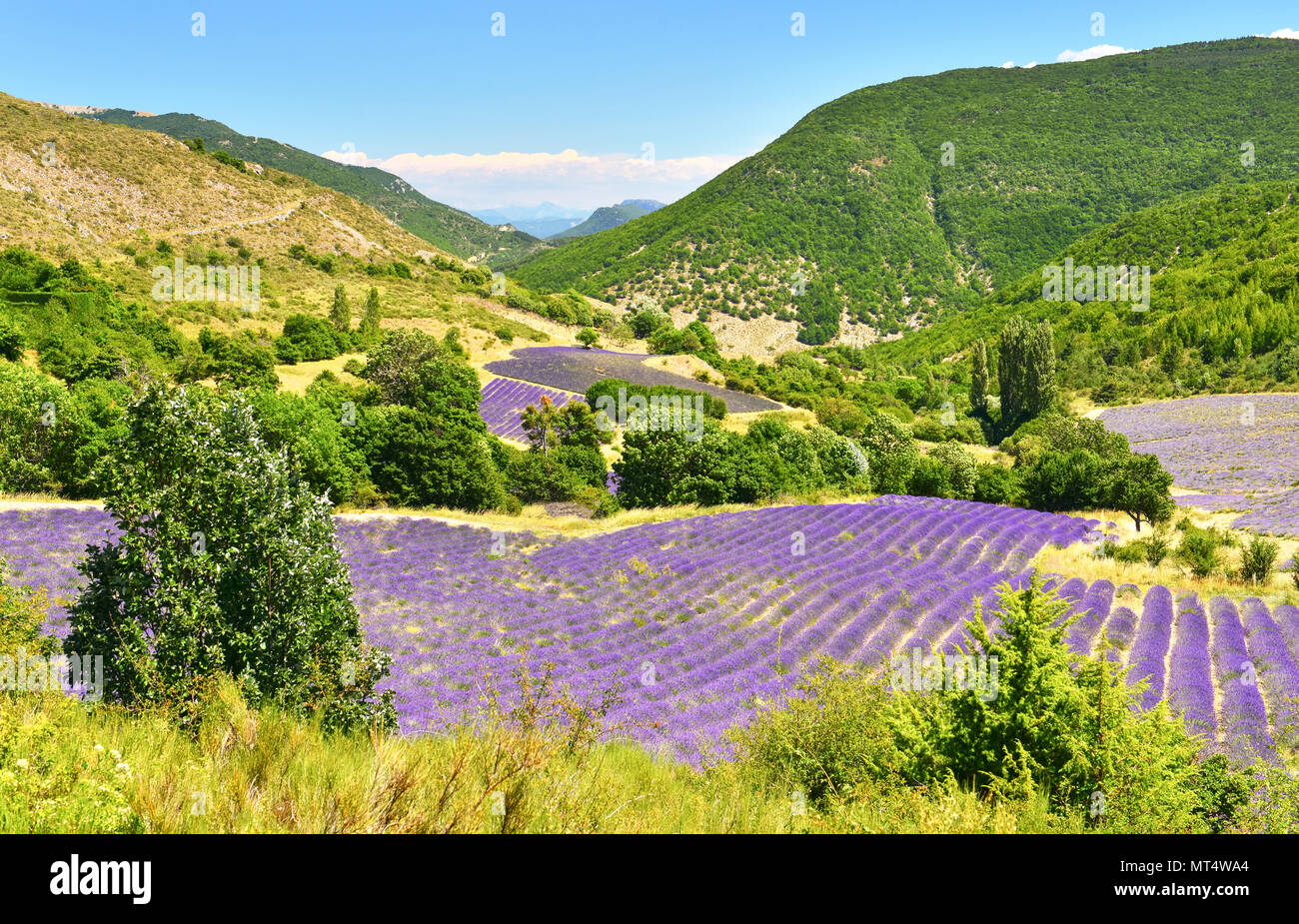 Lavender in provence france hi-res stock photography and images - Alamy