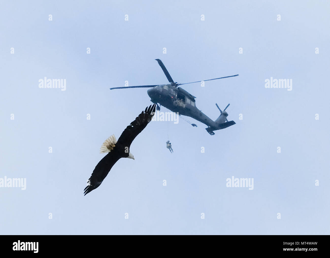 A bald eagle soars past as 4th Infantry Brigade Combat Team (Airborne ...