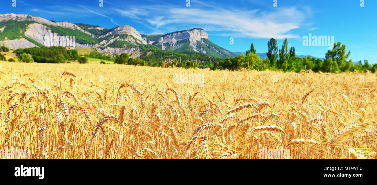 Sunlight france field hi-res stock photography and images - Alamy