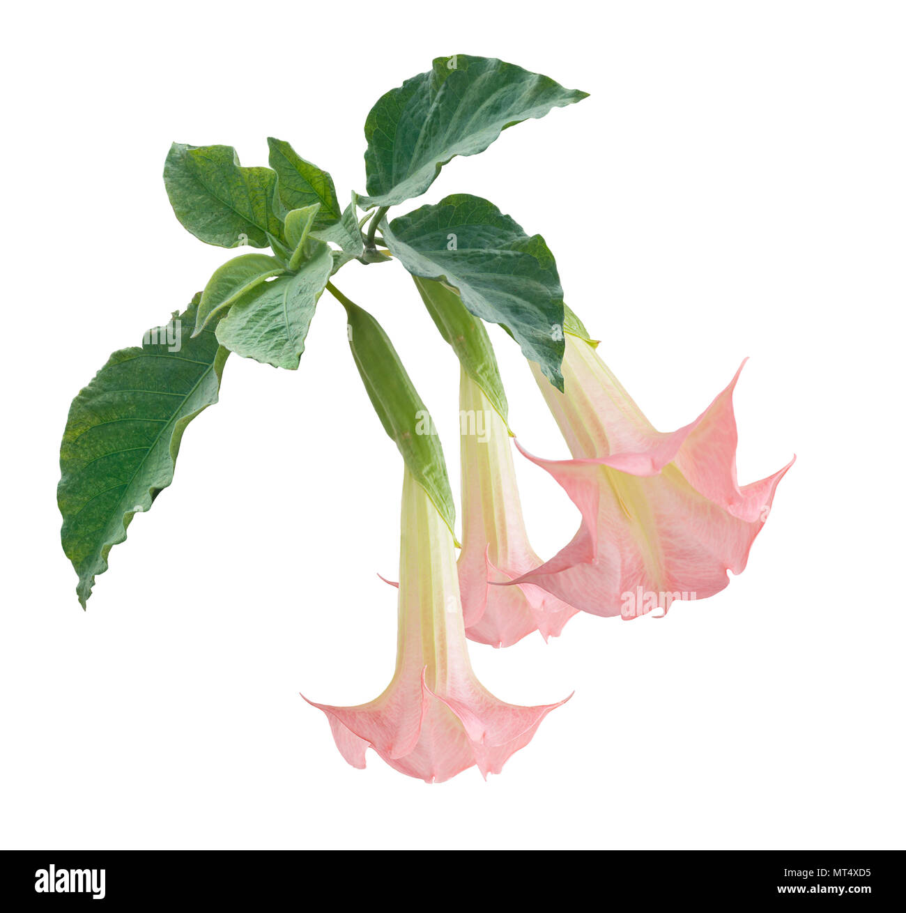 Angel's Trumpet Flowers isolated on white background Stock Photo - Alamy