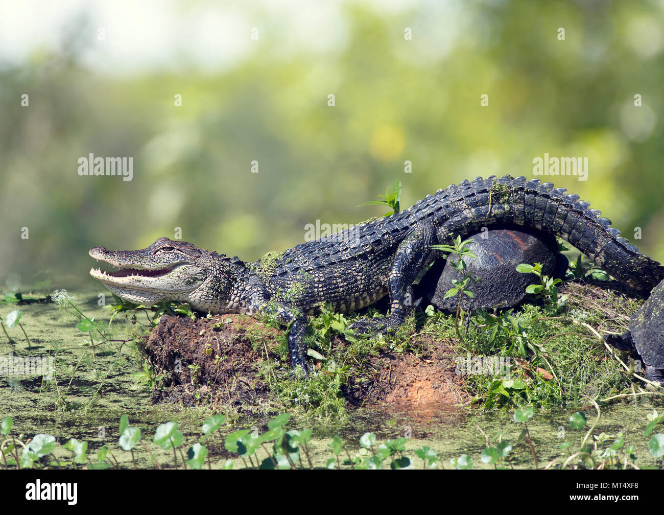 Young alligator sunning with turtles in Florida swamp Stock Photo - Alamy
