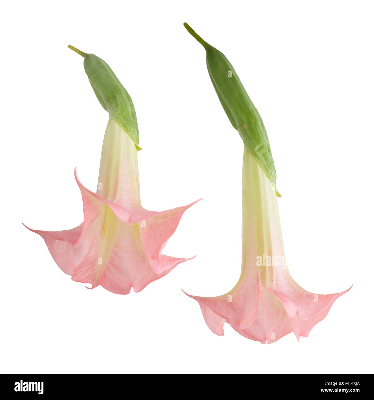 Angel's Trumpet Flowers isolated on white background Stock Photo - Alamy