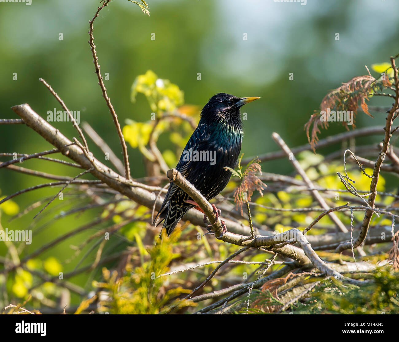 Starling song uk hi-res stock photography and images - Alamy