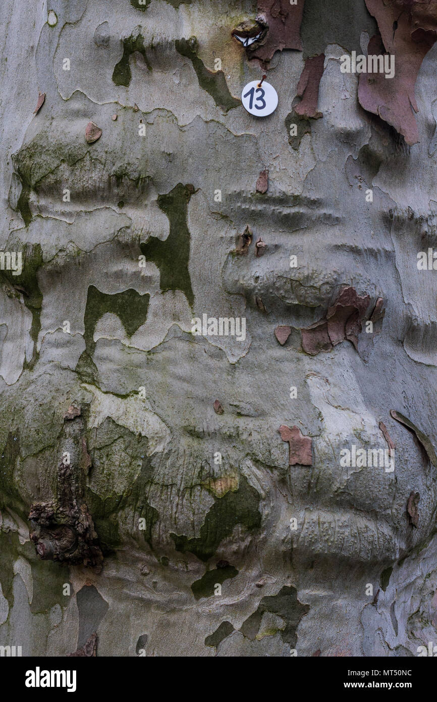 A tagged, numbered tree in Berlin, Germany Stock Photo - Alamy
