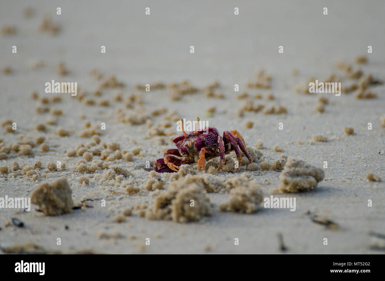 Purple crab crawling out of hole in sand at beach in northern Senegal ...