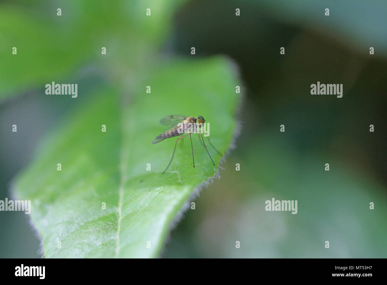 Rhagionidae hi-res stock photography and images - Alamy