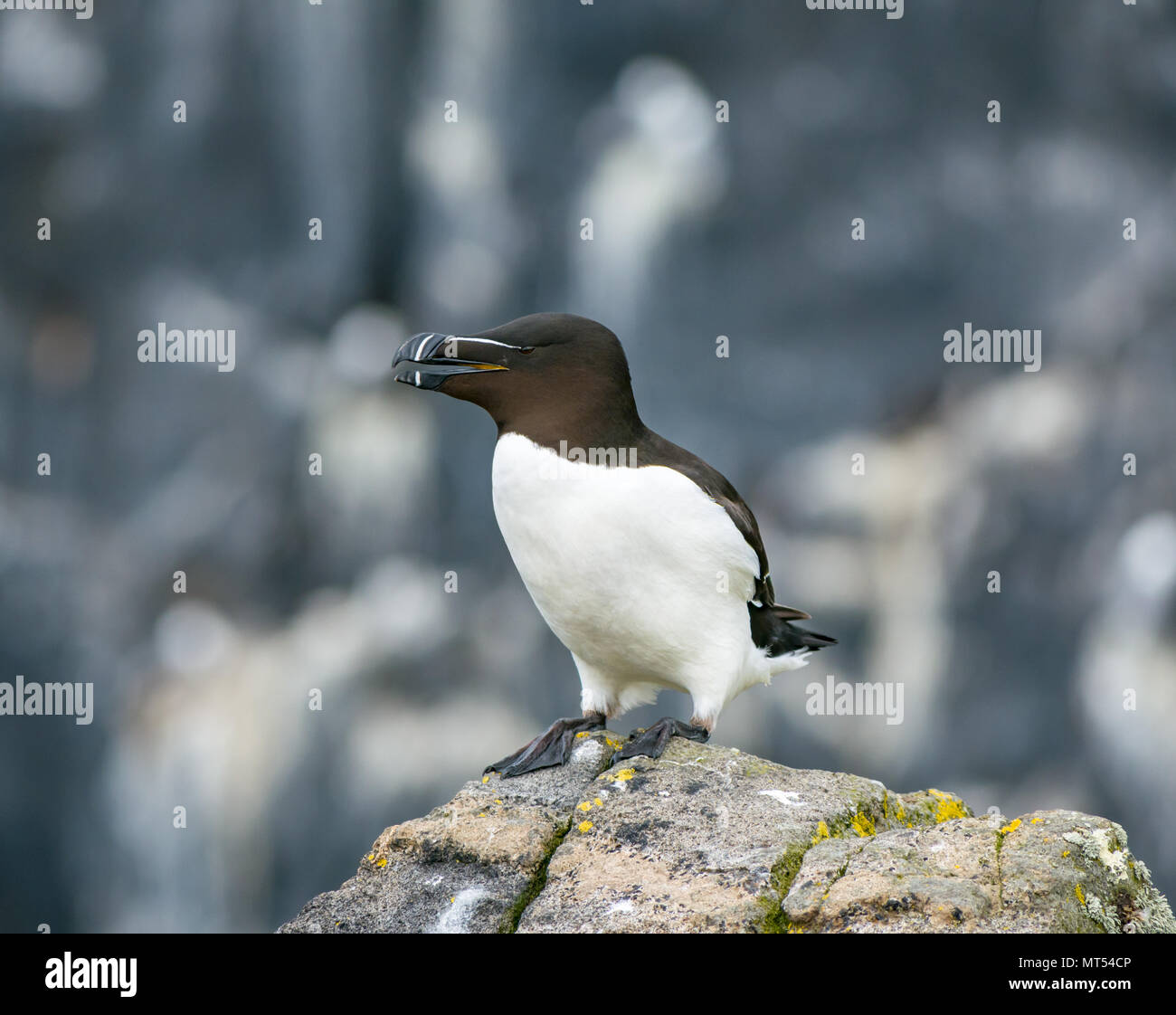 Razorbill, Alca torda, with open beak on cliff ledge, Isle of May ...