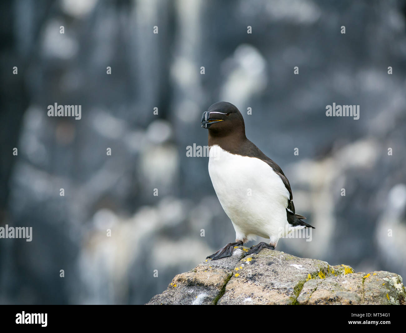 Razorbill, Alca torda, with open beak on cliff ledge, Isle of May ...
