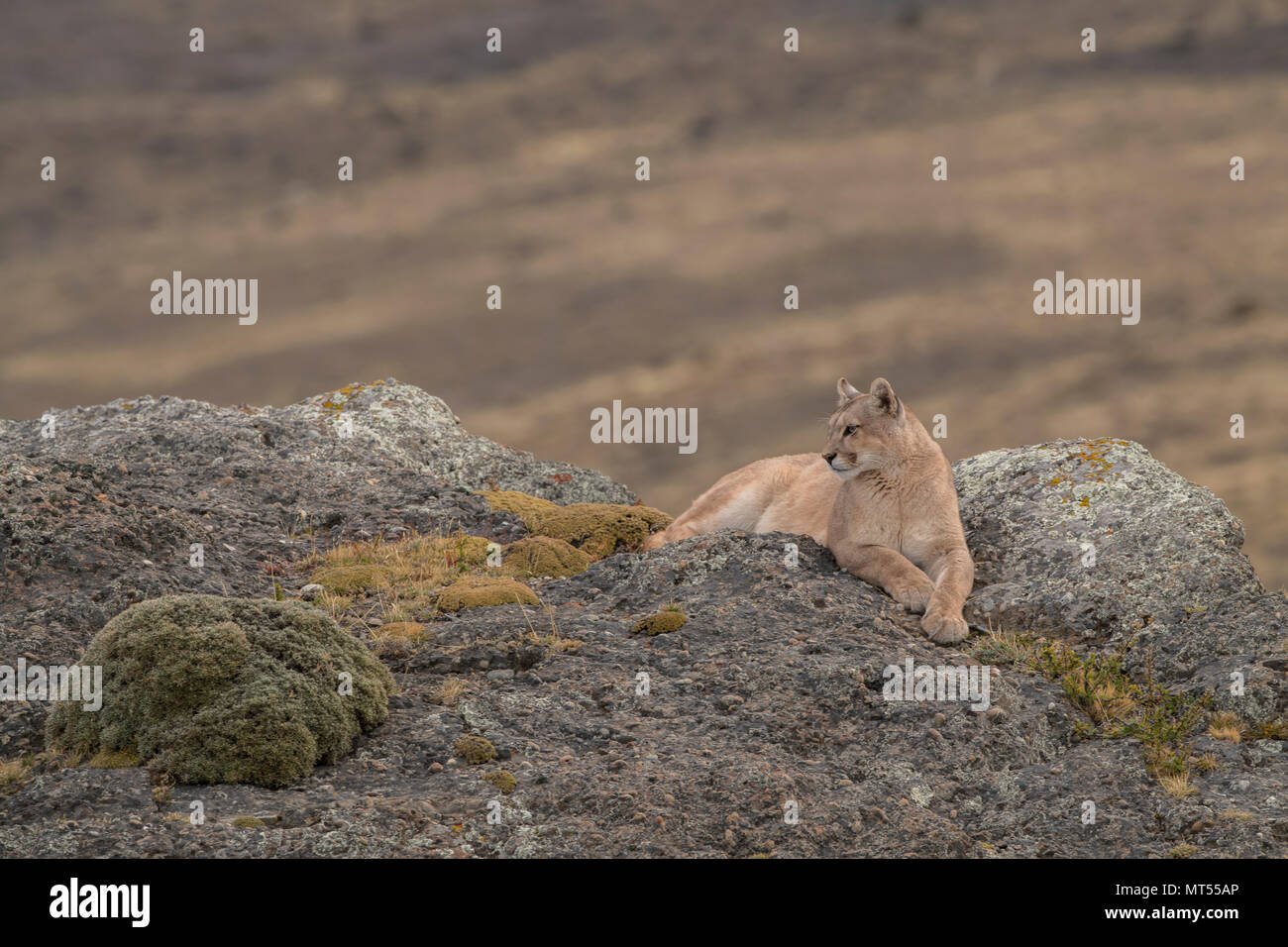 Wild puma in Patagonia Stock Photo - Alamy