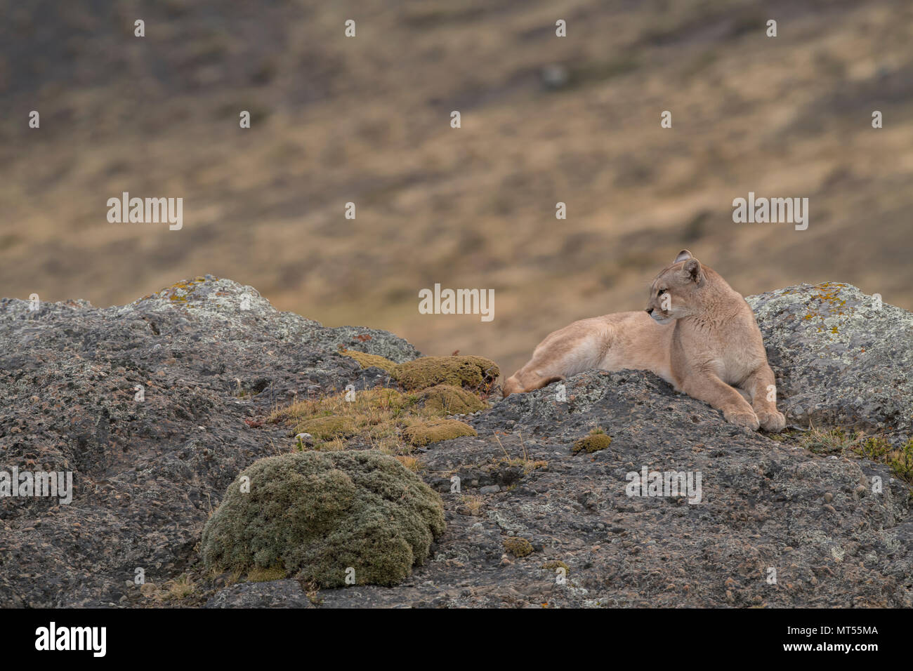 Wild puma in Patagonia Stock Photo - Alamy