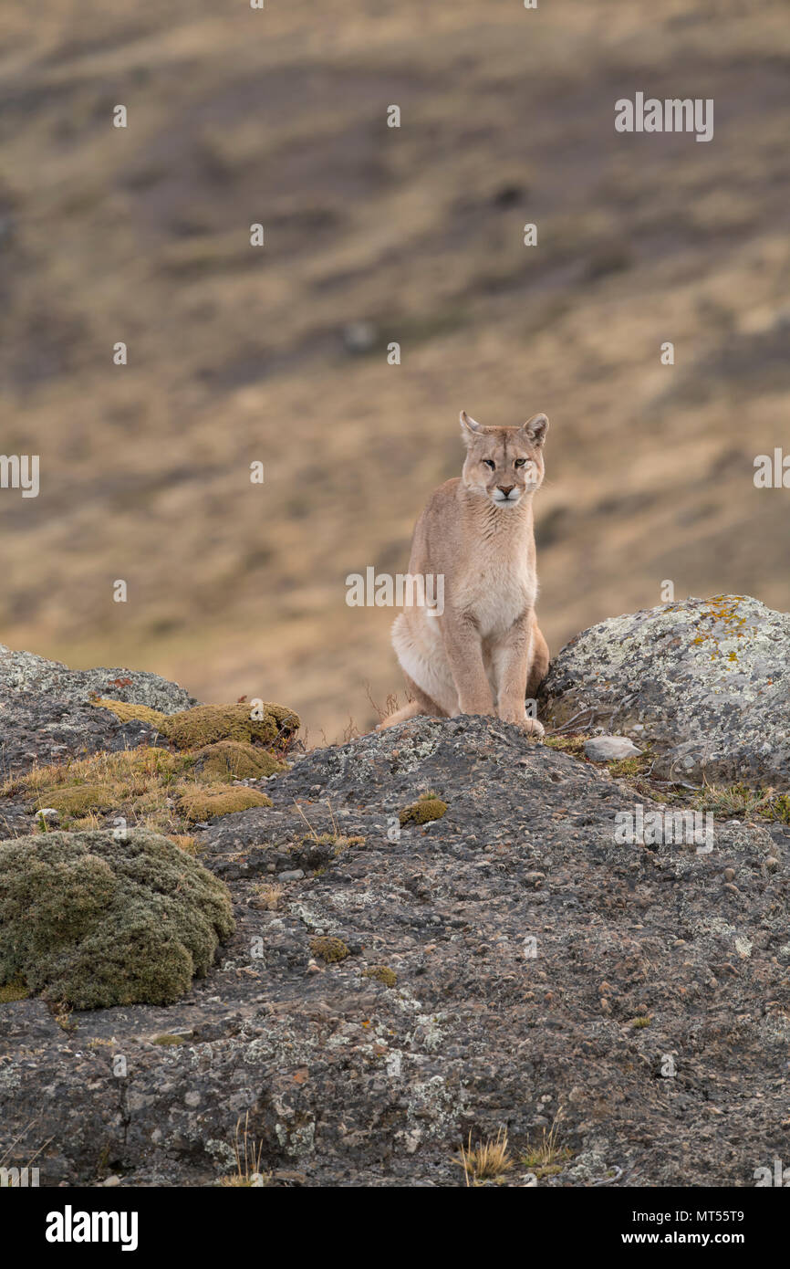 Wild puma in Patagonia Stock Photo - Alamy